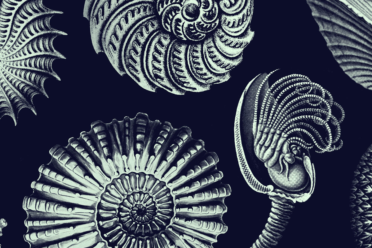 Scientific Illustrations, an Animal Illustration by RuleByArt