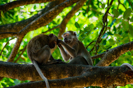 Monkey stock photo | Animal Stock Photos ~ Creative Market