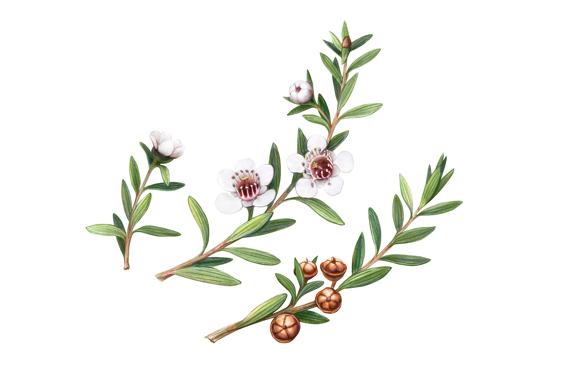 White Manuka Pencil Drawing, a Healthcare Illustration by Anna Repp ...