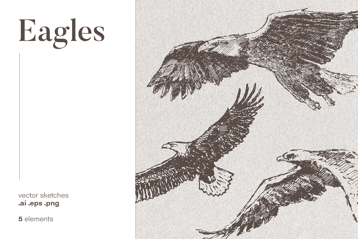Collection of eagles drawings, an Animal Illustration by TheMountBirdStudio