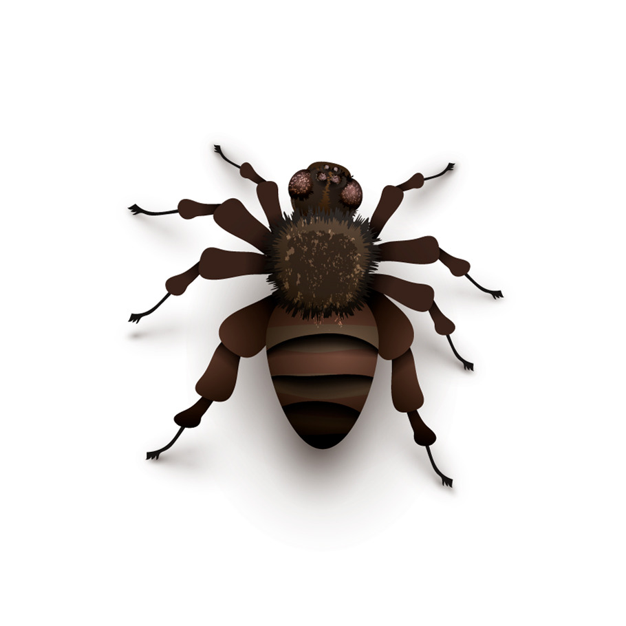 Detailed realistic spider, an Object Graphic by BestPics