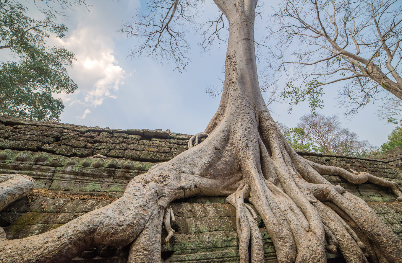 Tree roots cover a historic temple containing tree, bayon, and cambodia ...