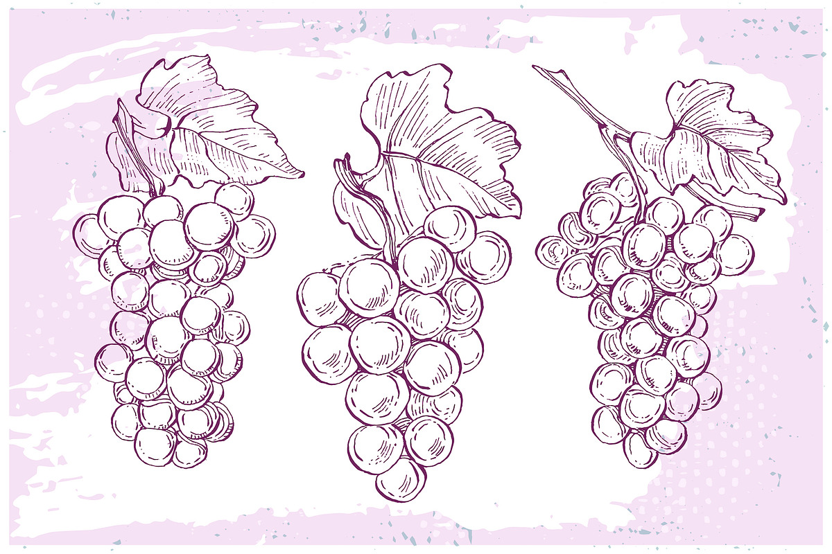 Grape sketch illustration, a Food Illustration by Samira