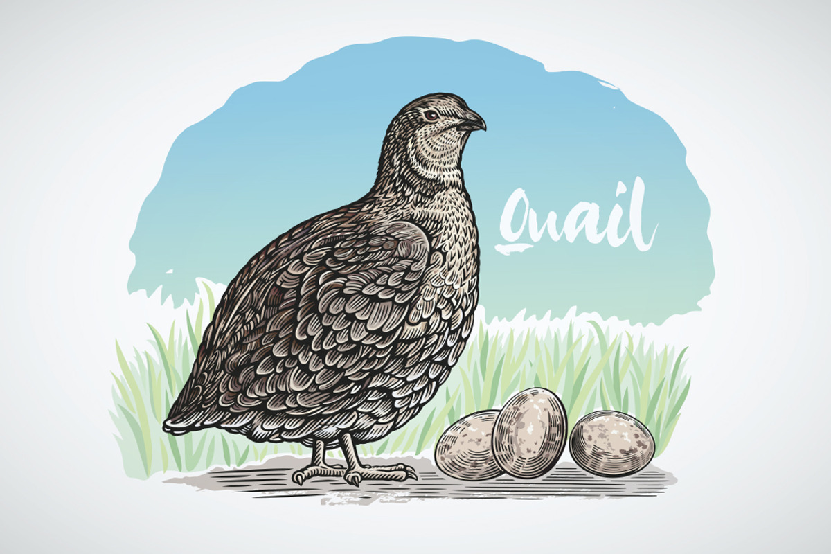 Quail, an Animal Illustration by Countryside life