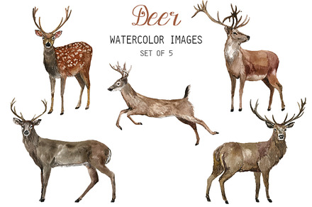 Watercolor Deer Clipart, an Animal Illustration by YesFoxy