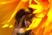 Bee eating pollen in a yellow dhalia, an Animal Photo by PhotoNature