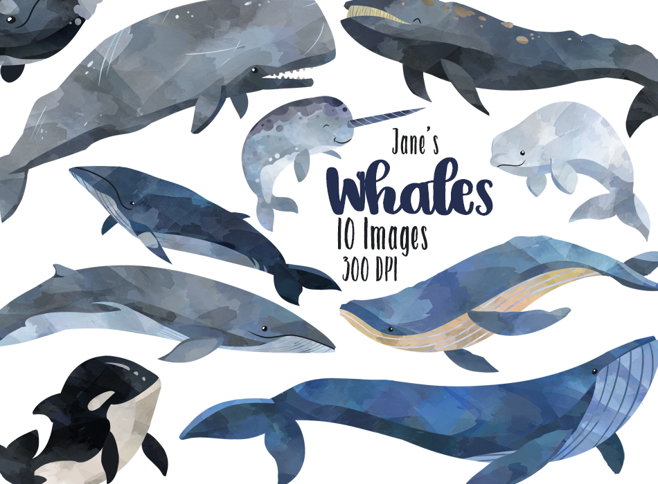 Watercolor Whale Clipart, an Animal Illustration by DigitalArtsi