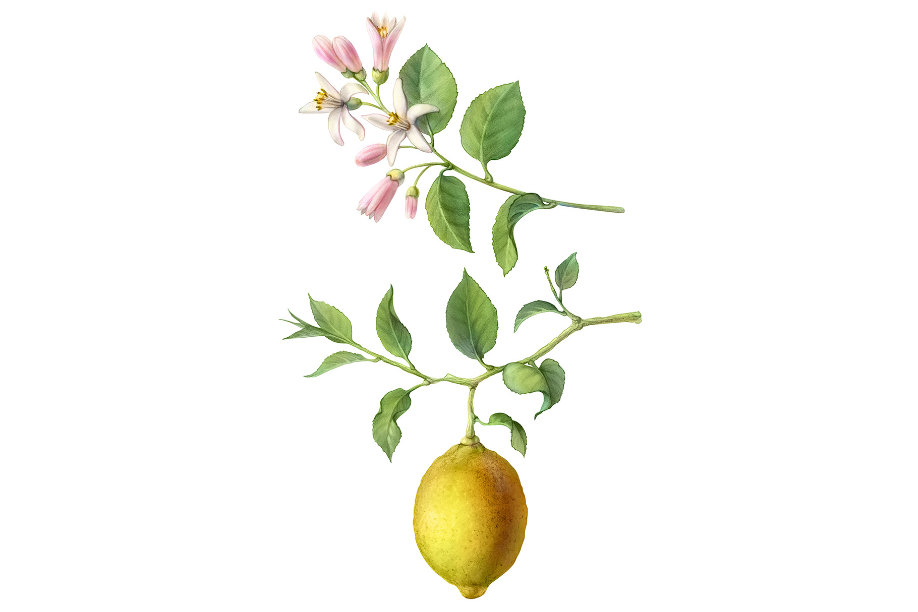 Lemon Pencil Drawing, a Food Illustration by Anna Repp Illustration