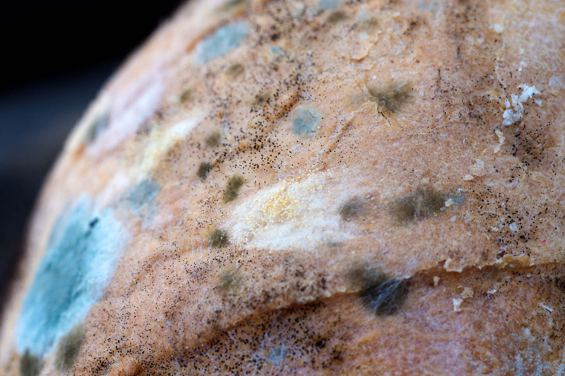 Bread mold abstract background, a Food & Drink Photo by JeanBet