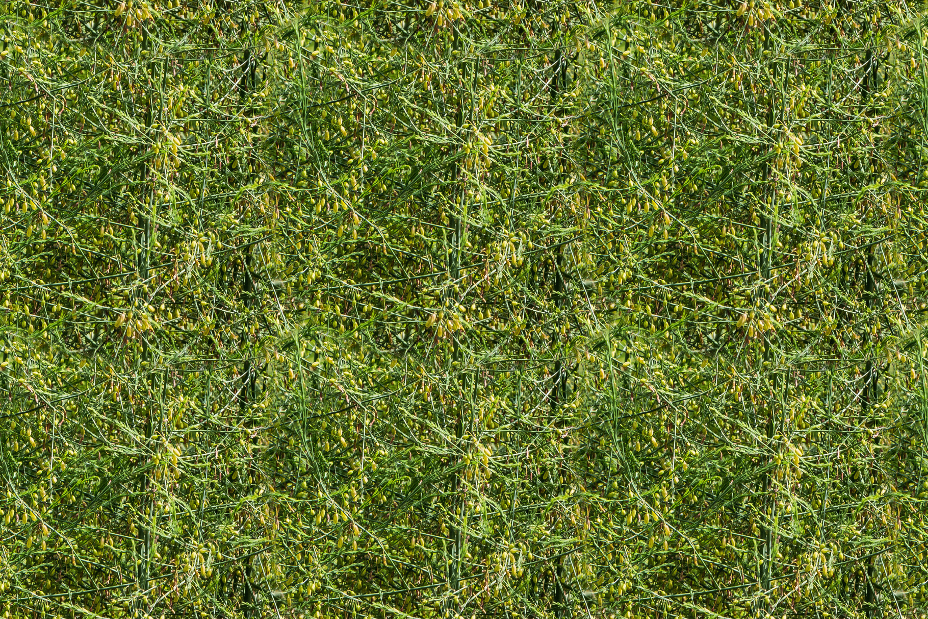 Seamless Horizontal texture of green, a Nature Photo by Illustrations ...