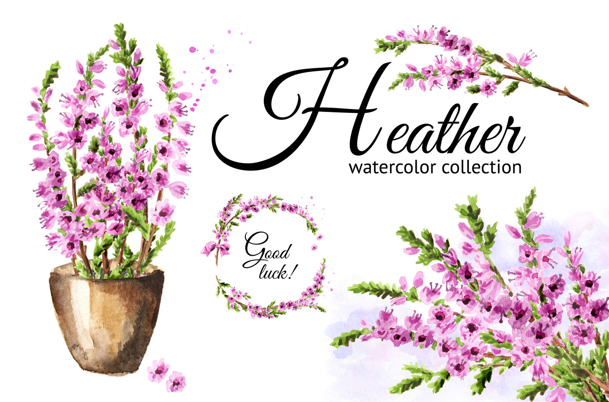 Heather. Watercolor collection, a Decorative Illustration by Daria ...