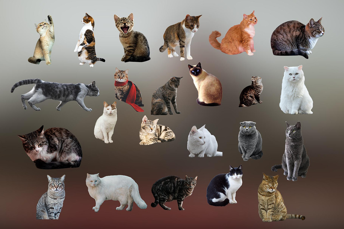 28 Cat Photoshop Overlays