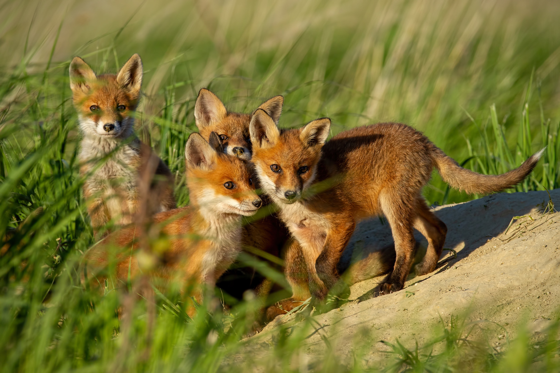 Red fox small young cubs near den containing red fox, cubs, and little ...