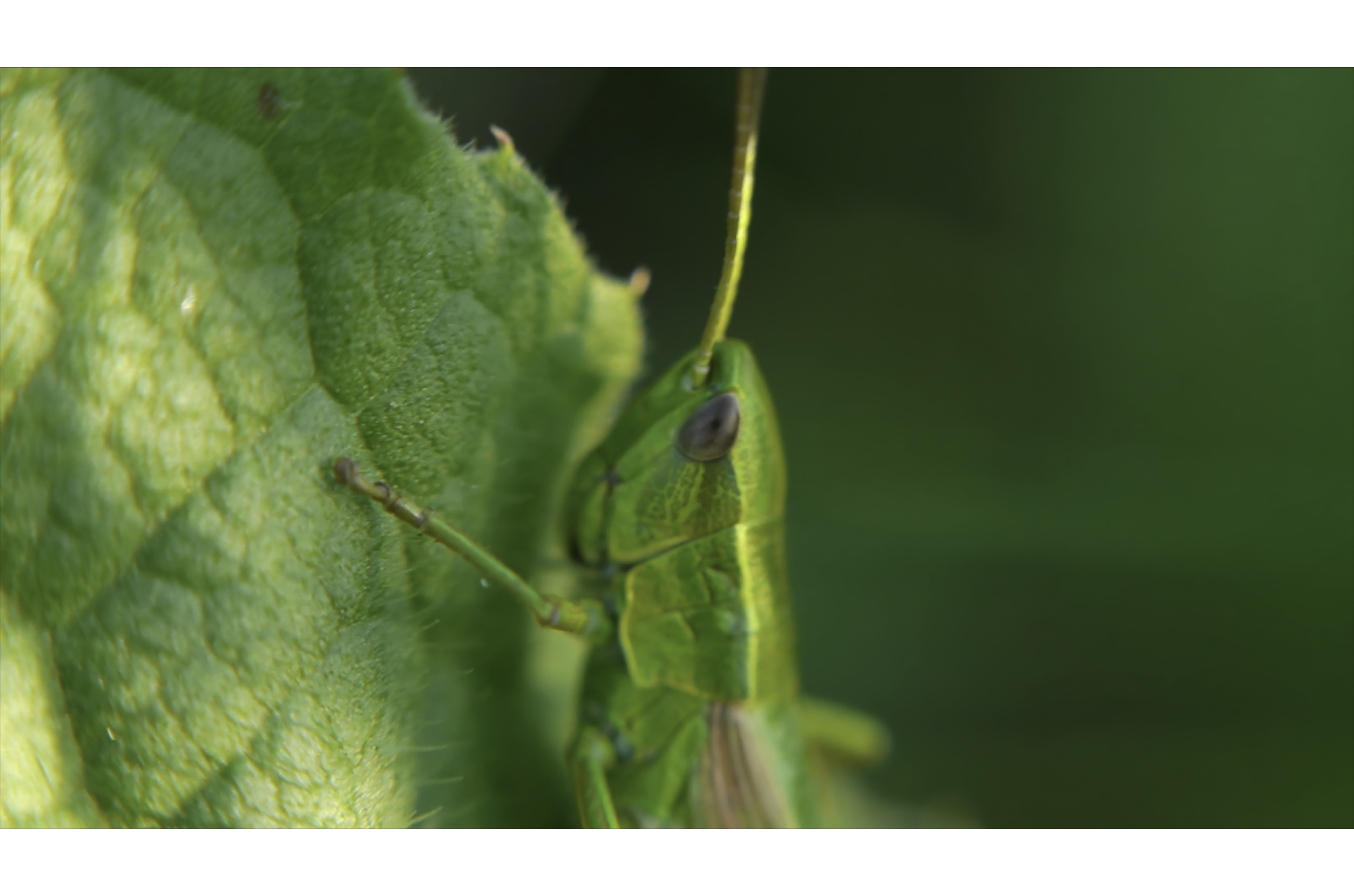 Grasshopper. grasshopper on leaves, a Background Graphic by Media Whale ...