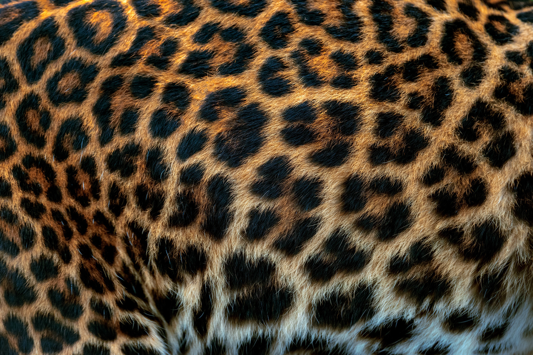 Leopard skin texture for background containing leopard, animal, and ...