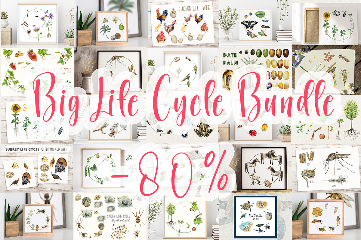 Big Life Cycle Bundle, an Education Illustration by Tati Bordiu