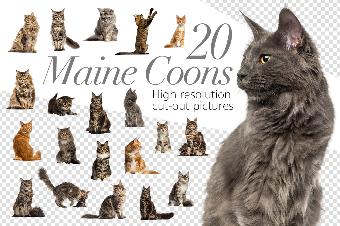 20 Maine Coons - Cut out Pictures, an Object Graphic by Life on White