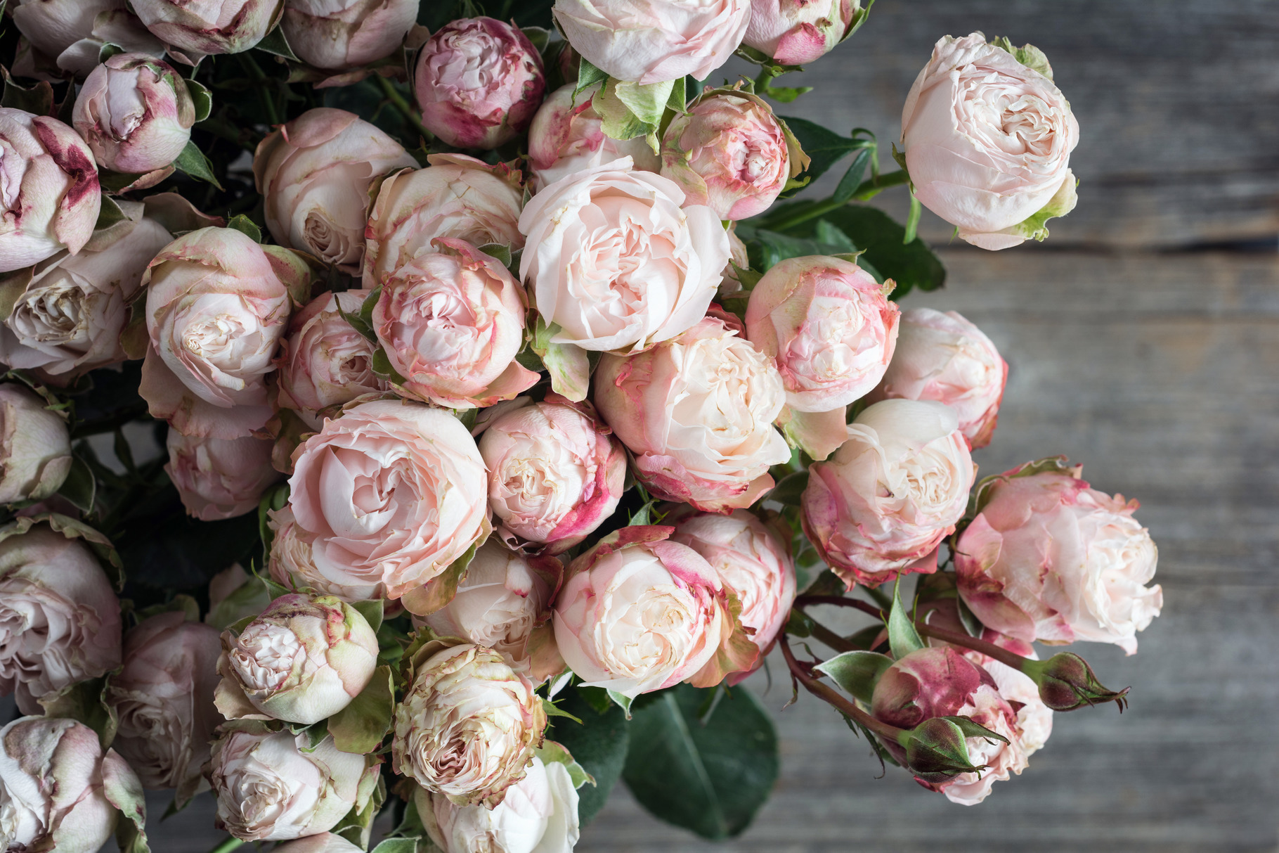 Bouquet of pink roses on old wood, a Holiday Photo by The baking man