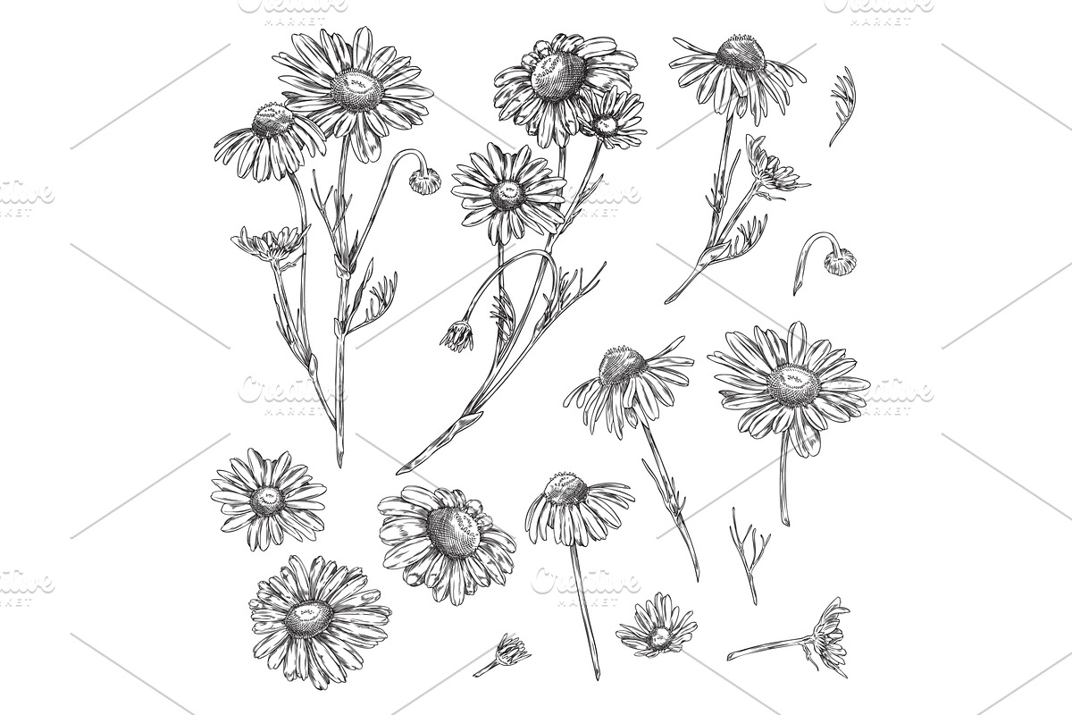 Hand drawn chamomile flower sketches, an Object Illustration by Sabelskaya