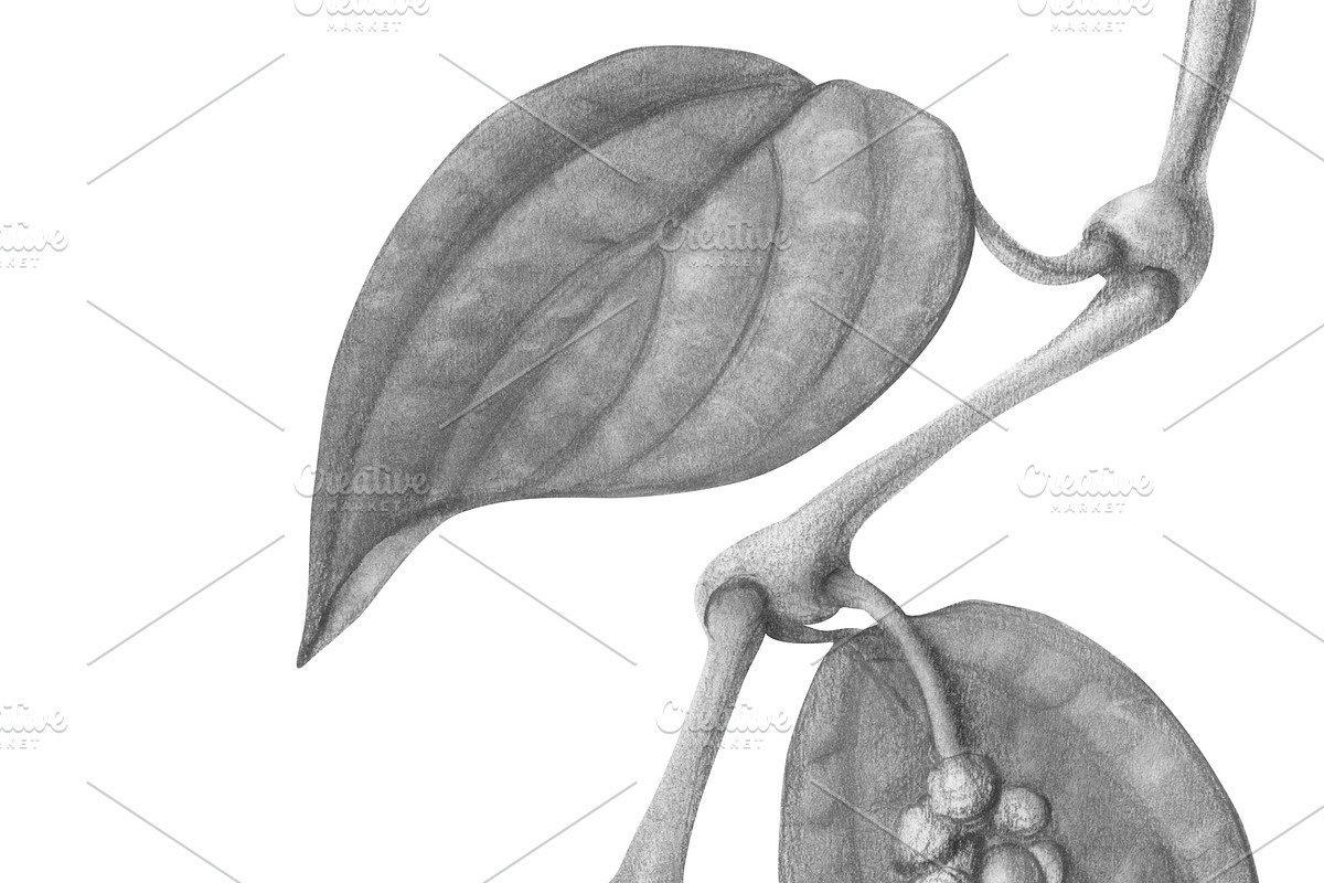 Black Pepper Plant Pencil Drawing, an Illustration by Anna Repp ...