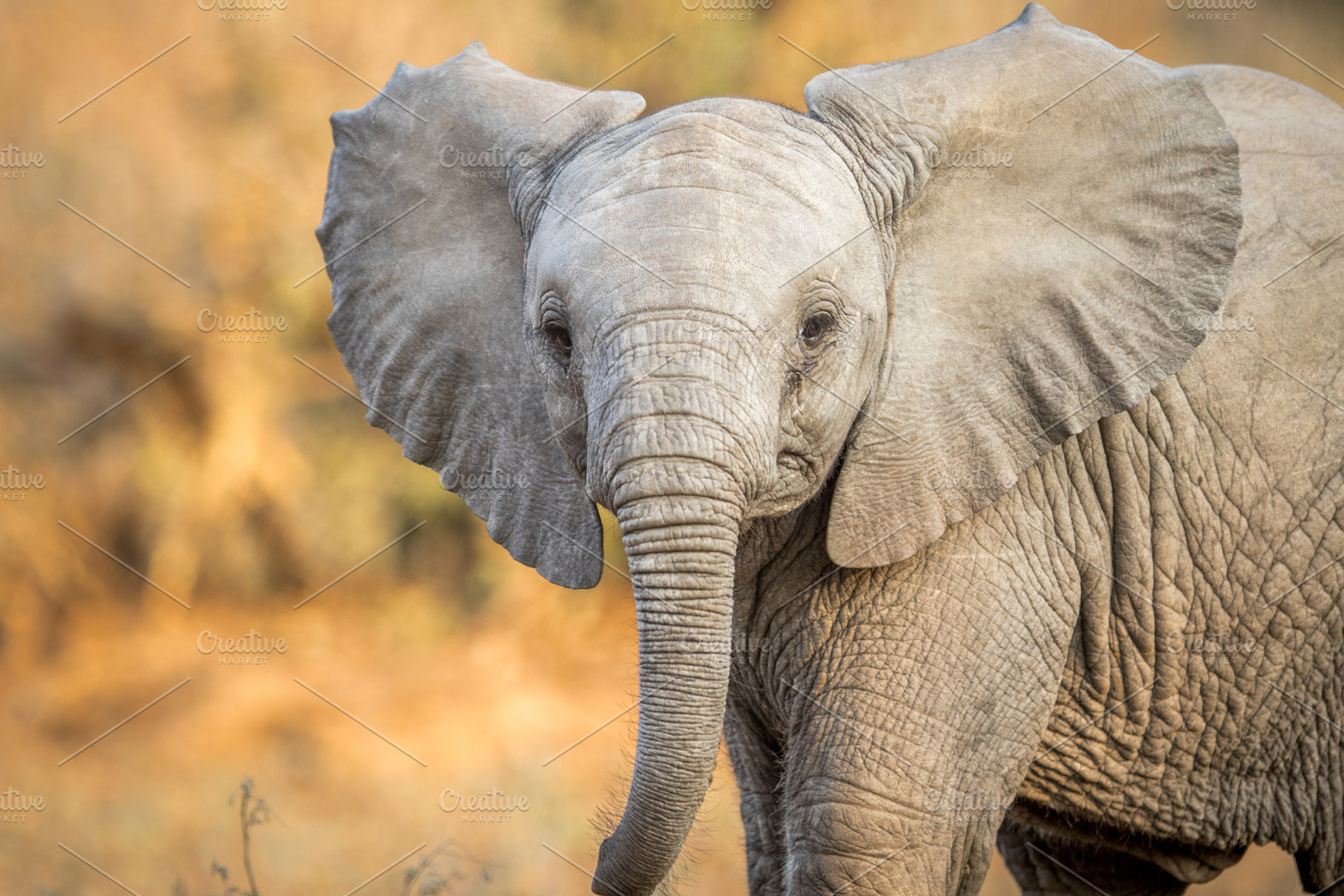 Baby Elephant starring at the camera, an Animal Photo by ...