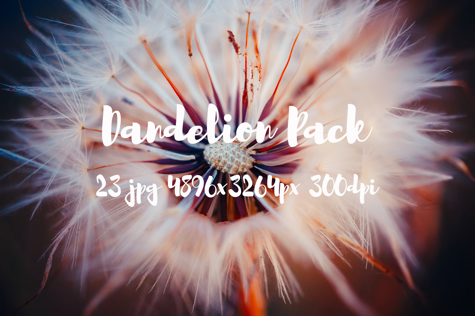Dandelion Pack, a Templates & Theme by ApertureVintage