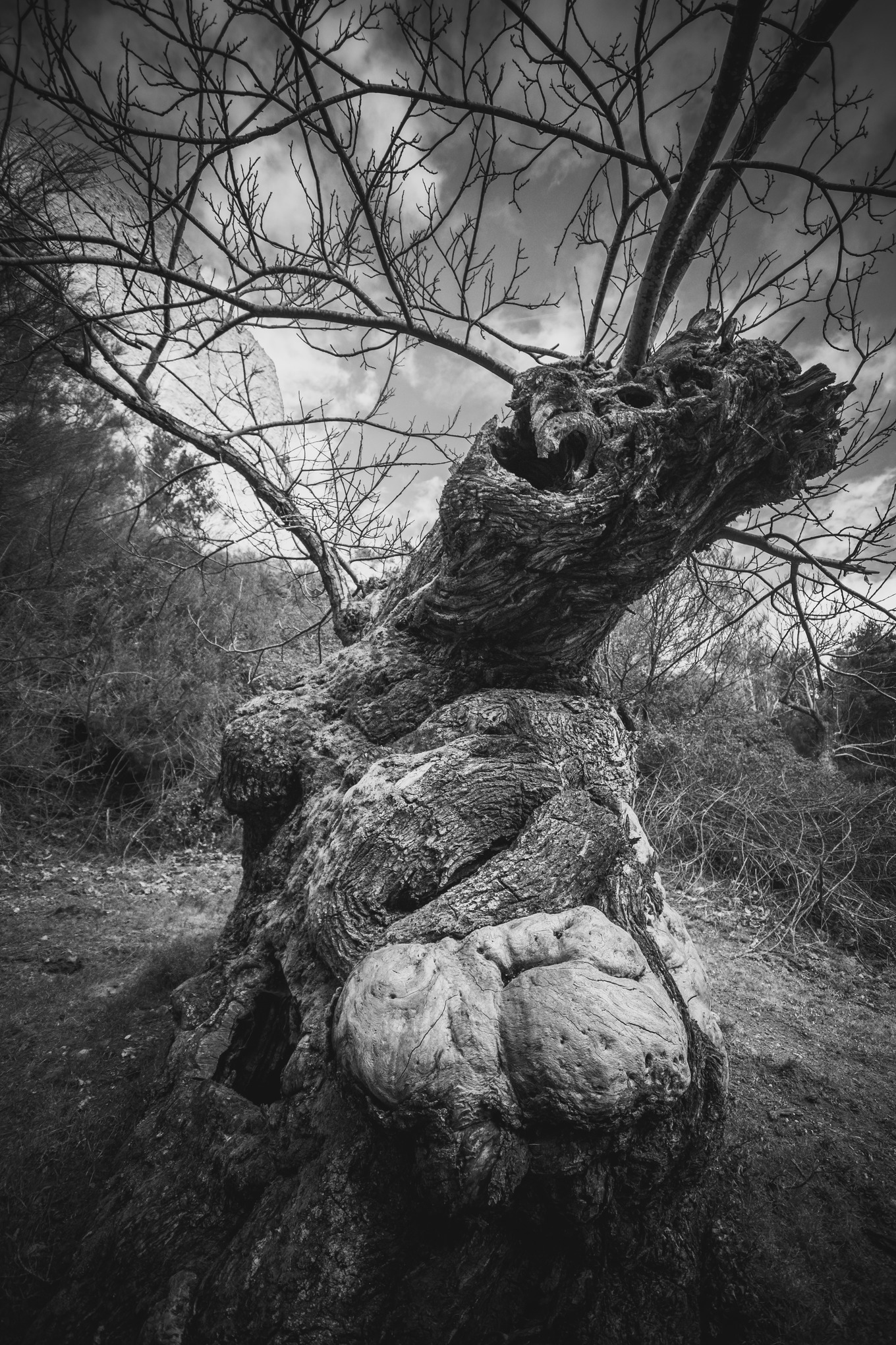 Creepy tree featuring background, creepy, and eerie, a Nature Photo by ...