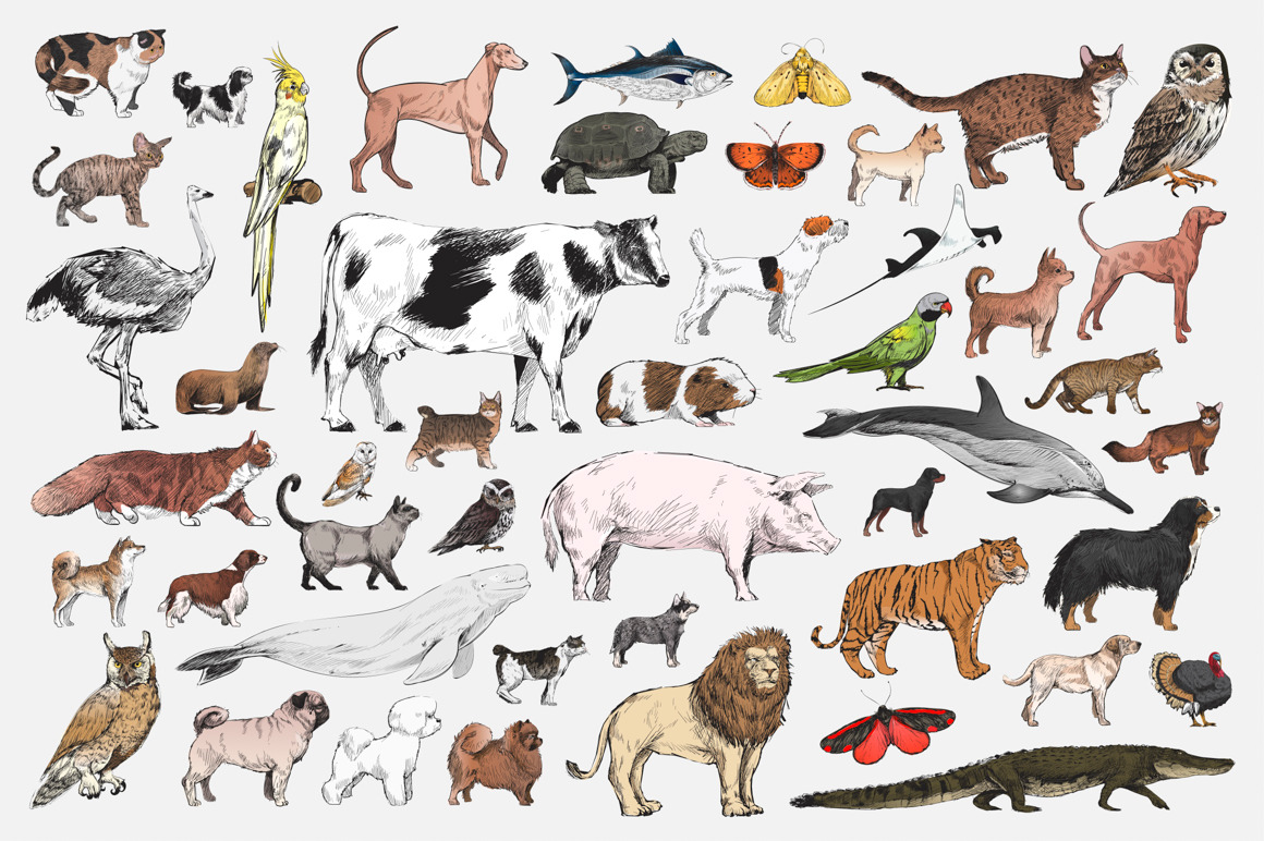 Animal collection vector, an Animal Illustration by rawpixel