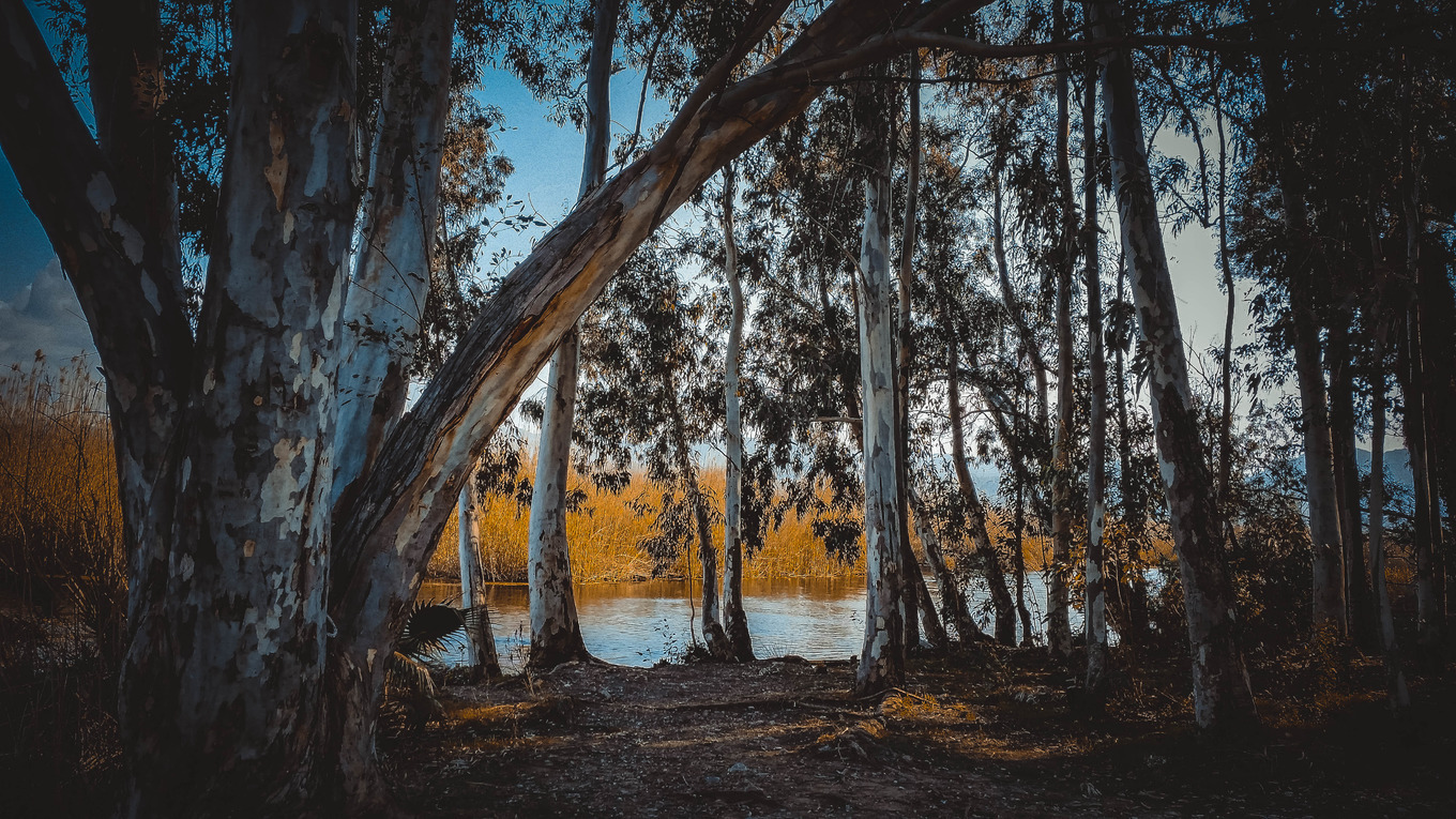 Trees by the river stock picture | Nature Stock Photos ~ Creative Market