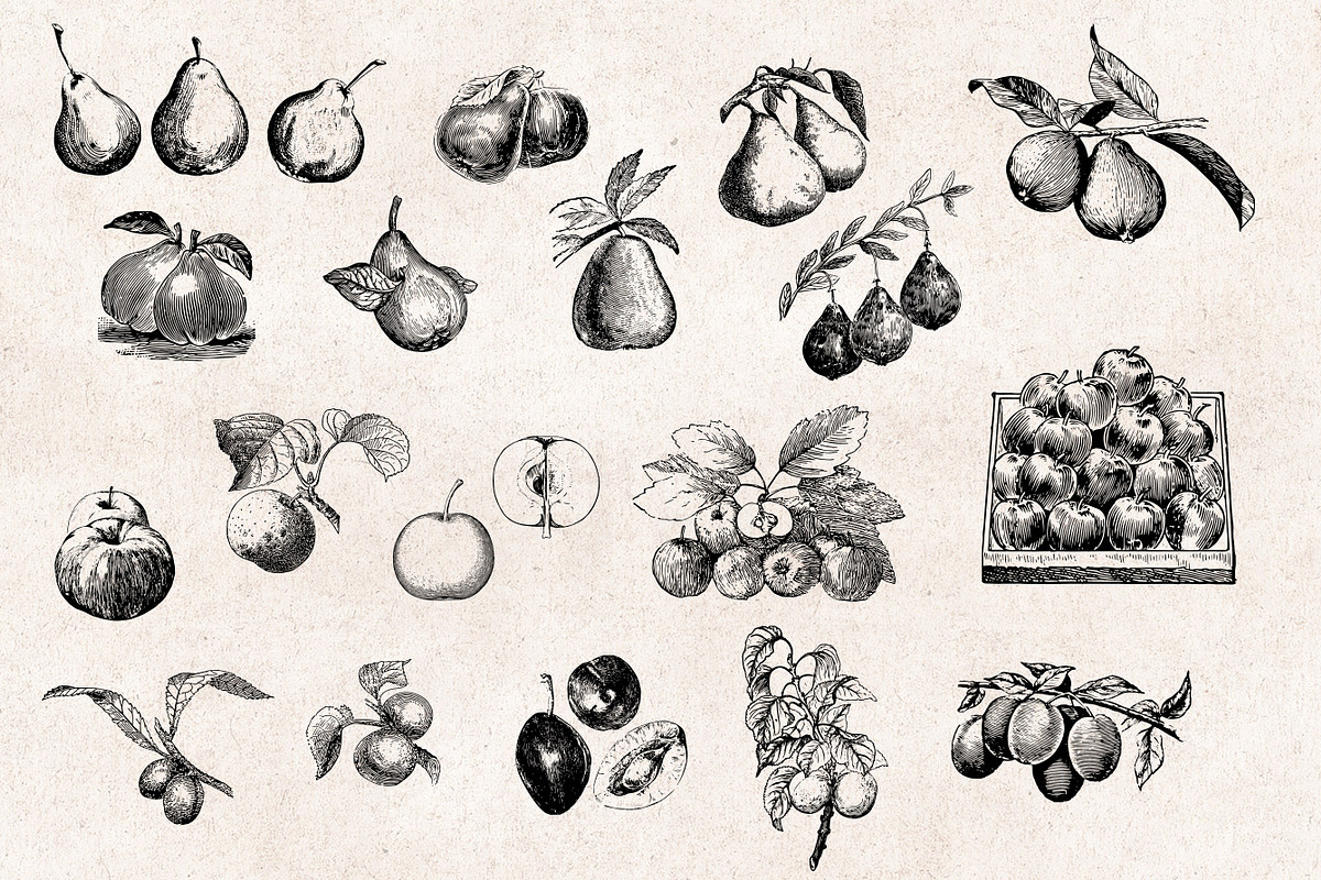 Fruits Engravings Set, an Object Graphic by Graphic Goods