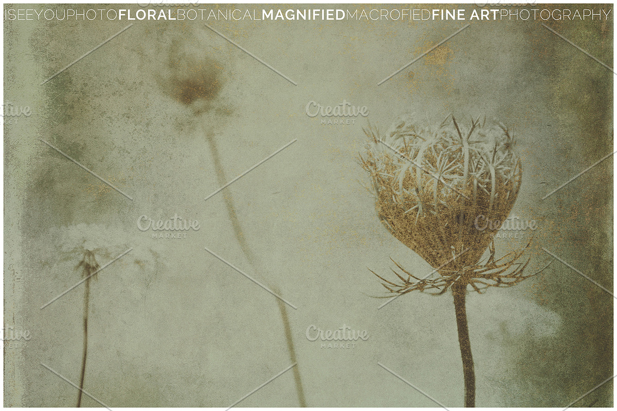 THE FADE ART COLLECTION, a Nature Photo by ISEEYOUPATTERN