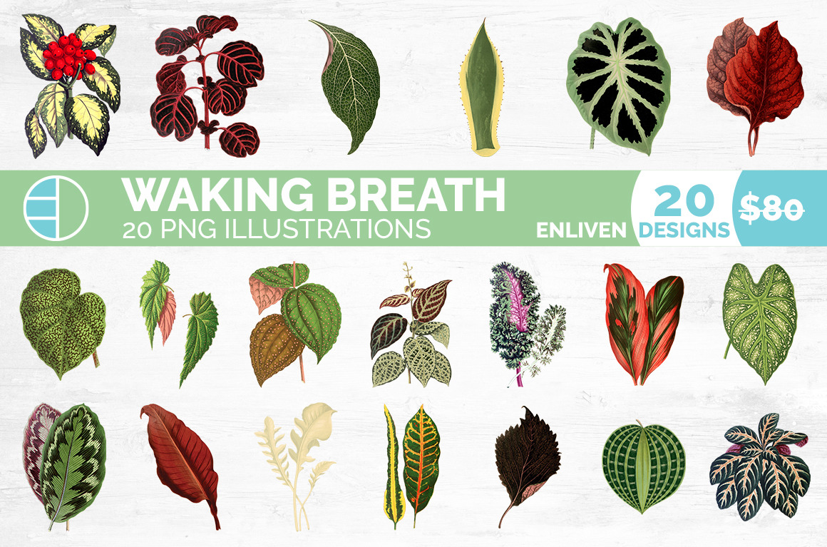 Leaves Bundle (20 Leaves) | Illustrations ~ Creative Market