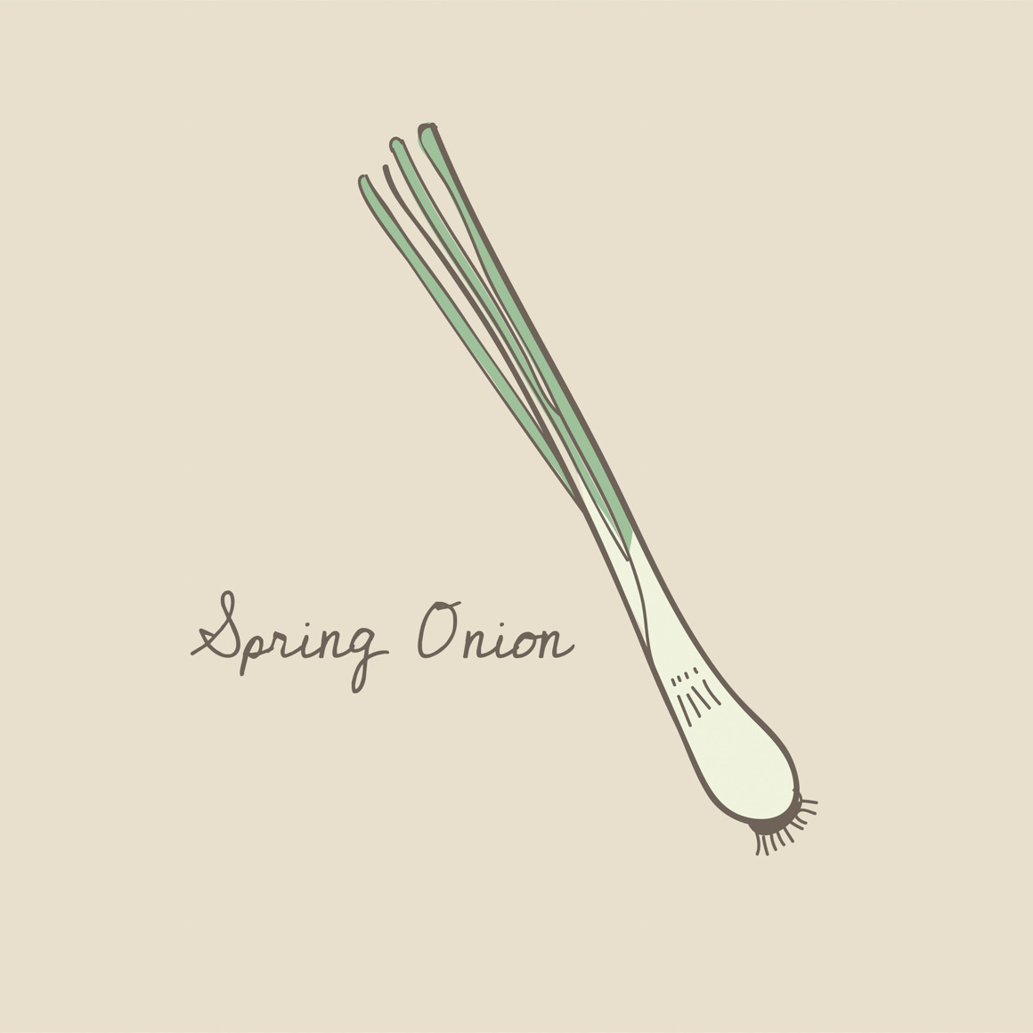 Illustration of a spring onion, a Food Illustration by rawpixel
