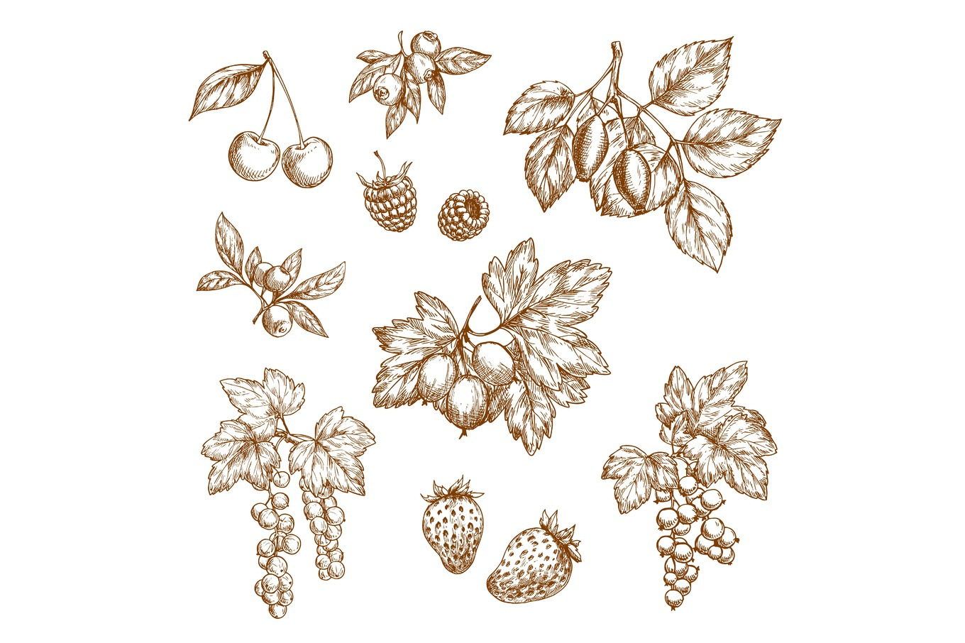 Forest berries and fruits vector sketch icons, a Food Illustration by ...