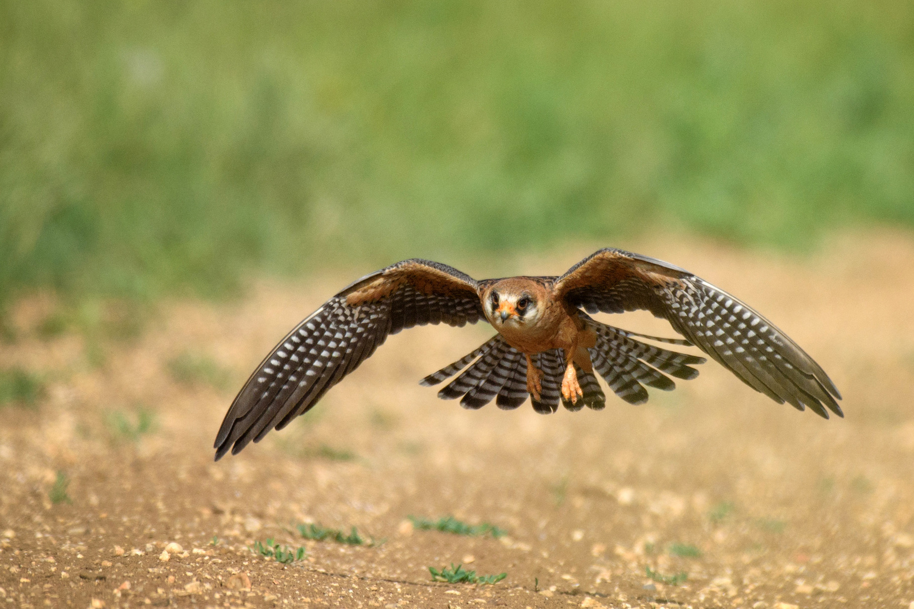Red-footed Falcon in flight, an Animal Photo by MriyaWildlife