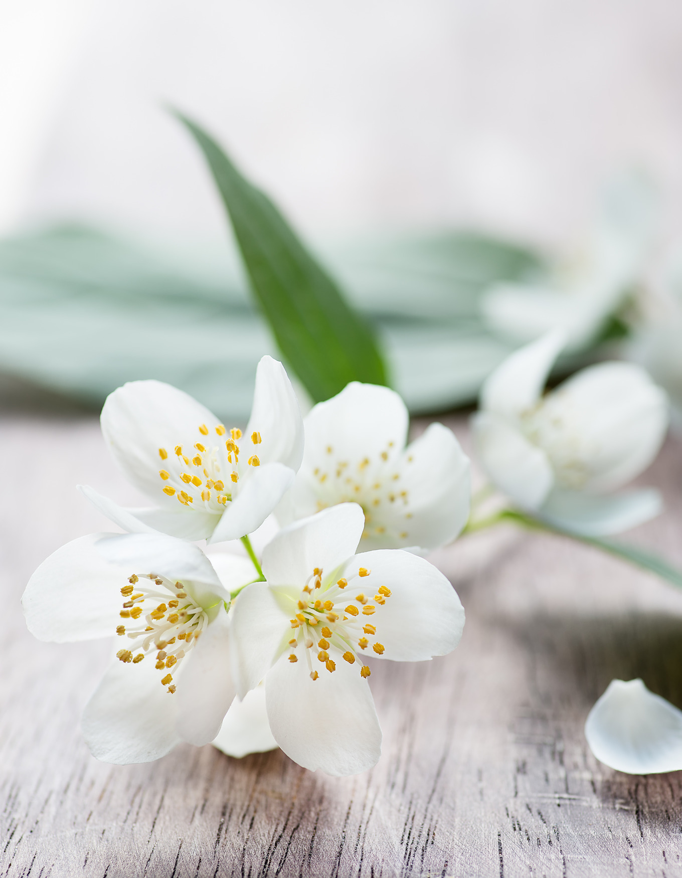 Jasmine flowers featuring flower, white, and jasmine flower, a Nature ...