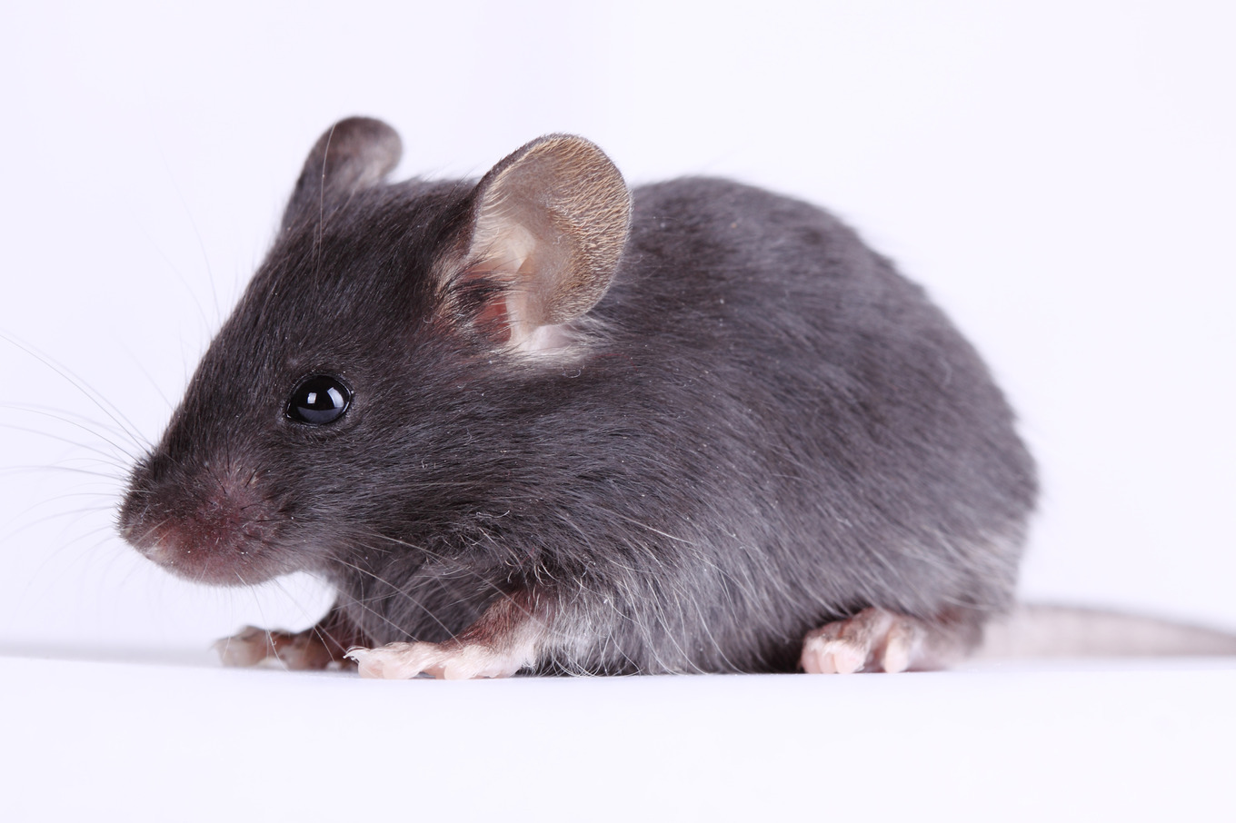 Mus musculus containing picture of a little mouse, animal, and ...