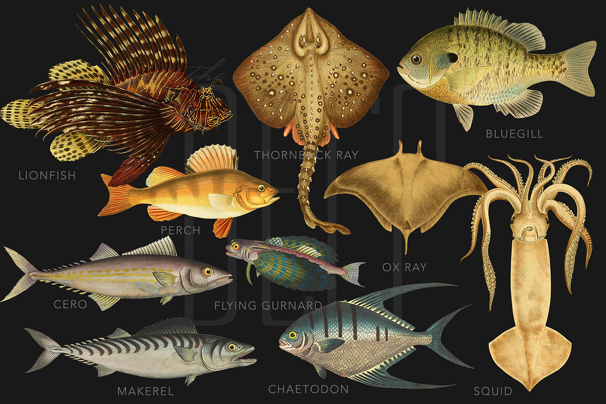 The Deep Sea Creature Illustrations, an Illustration by Eclectic Anthology