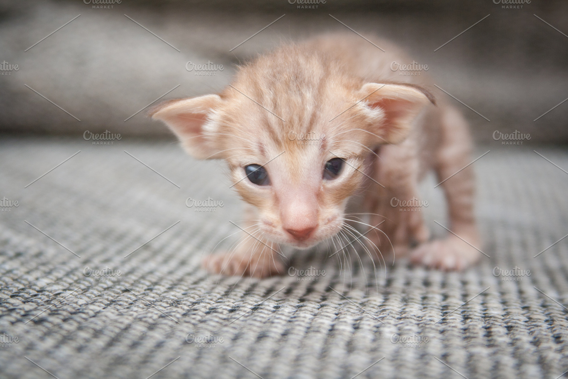 Kitten featuring adorable, adore, and animal, an Animal Photo by ...