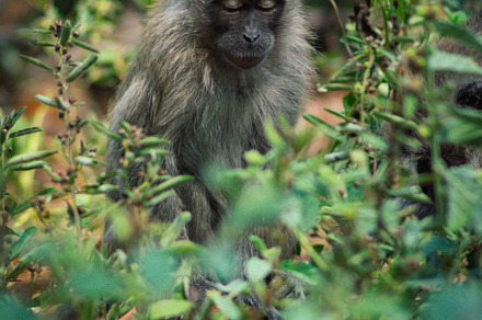 Monkey stock photo | Animal Stock Photos ~ Creative Market