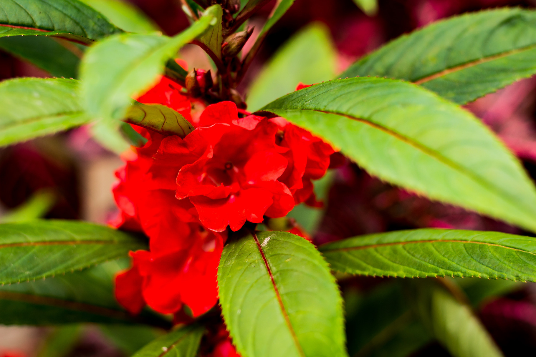 Red tropical flower | Nature Stock Photos ~ Creative Market