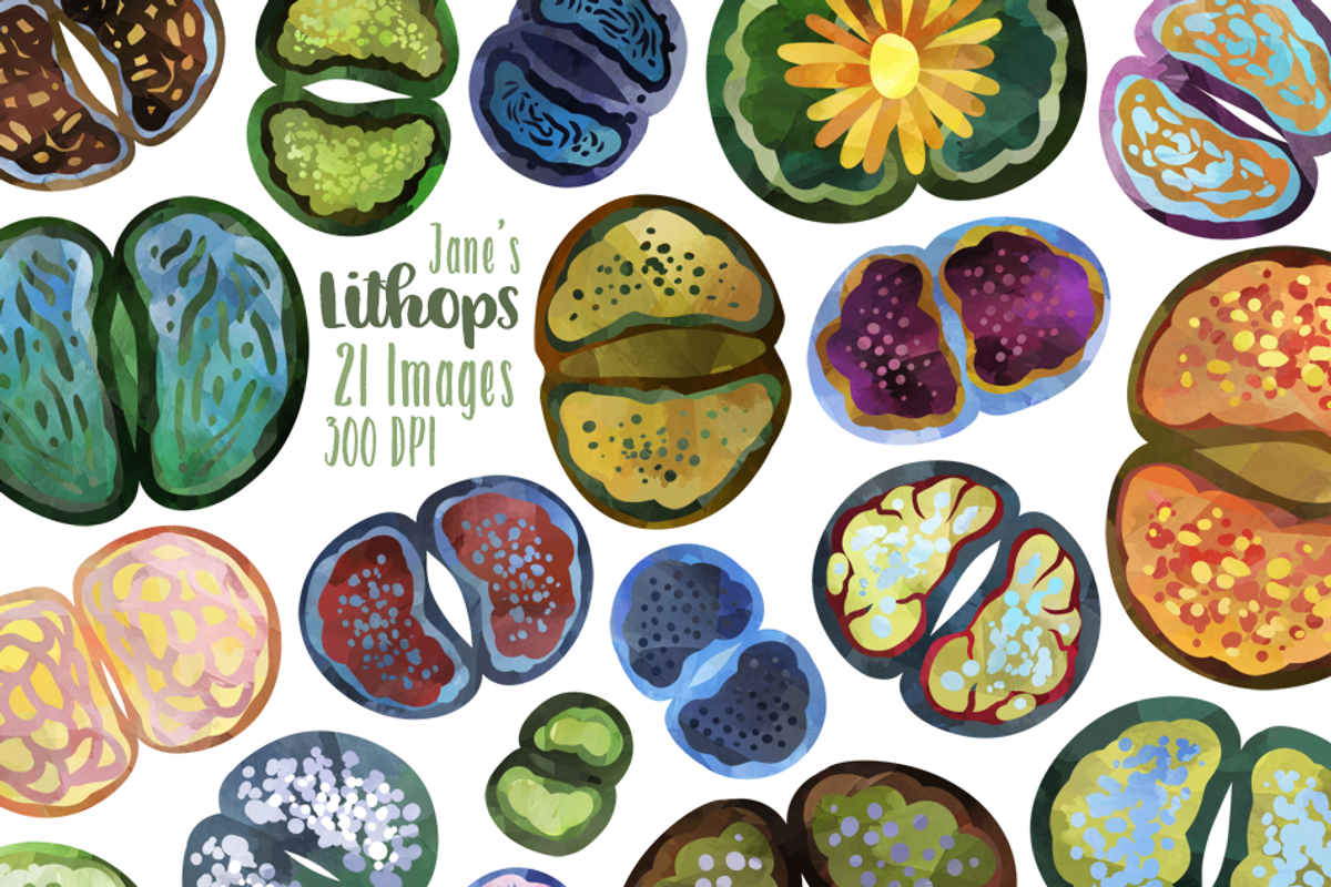 Watercolor Lithops Clipart, an Illustration by DigitalArtsi