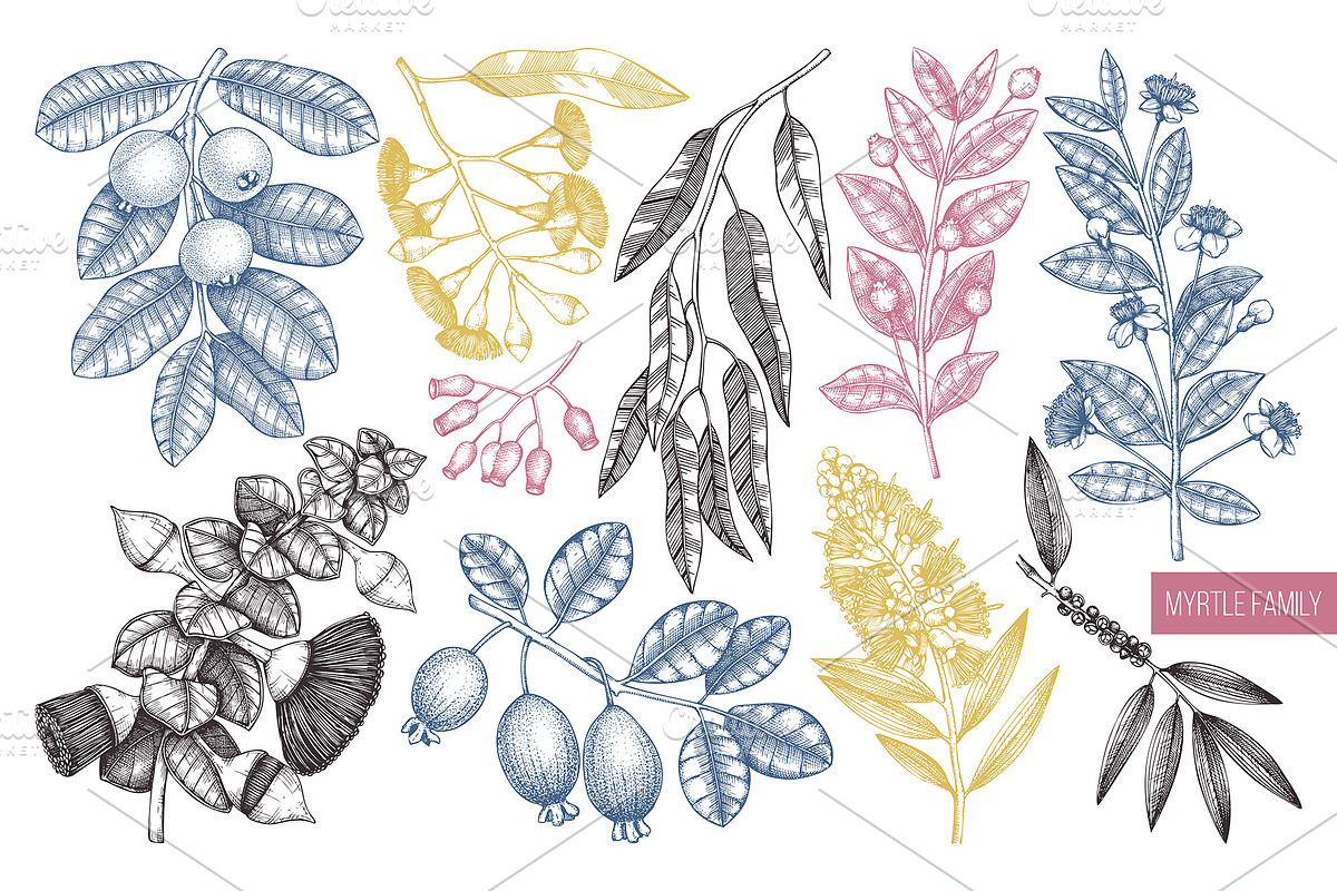 Myrtle Plants Collection, a Seasonal Illustration by Yevheniia