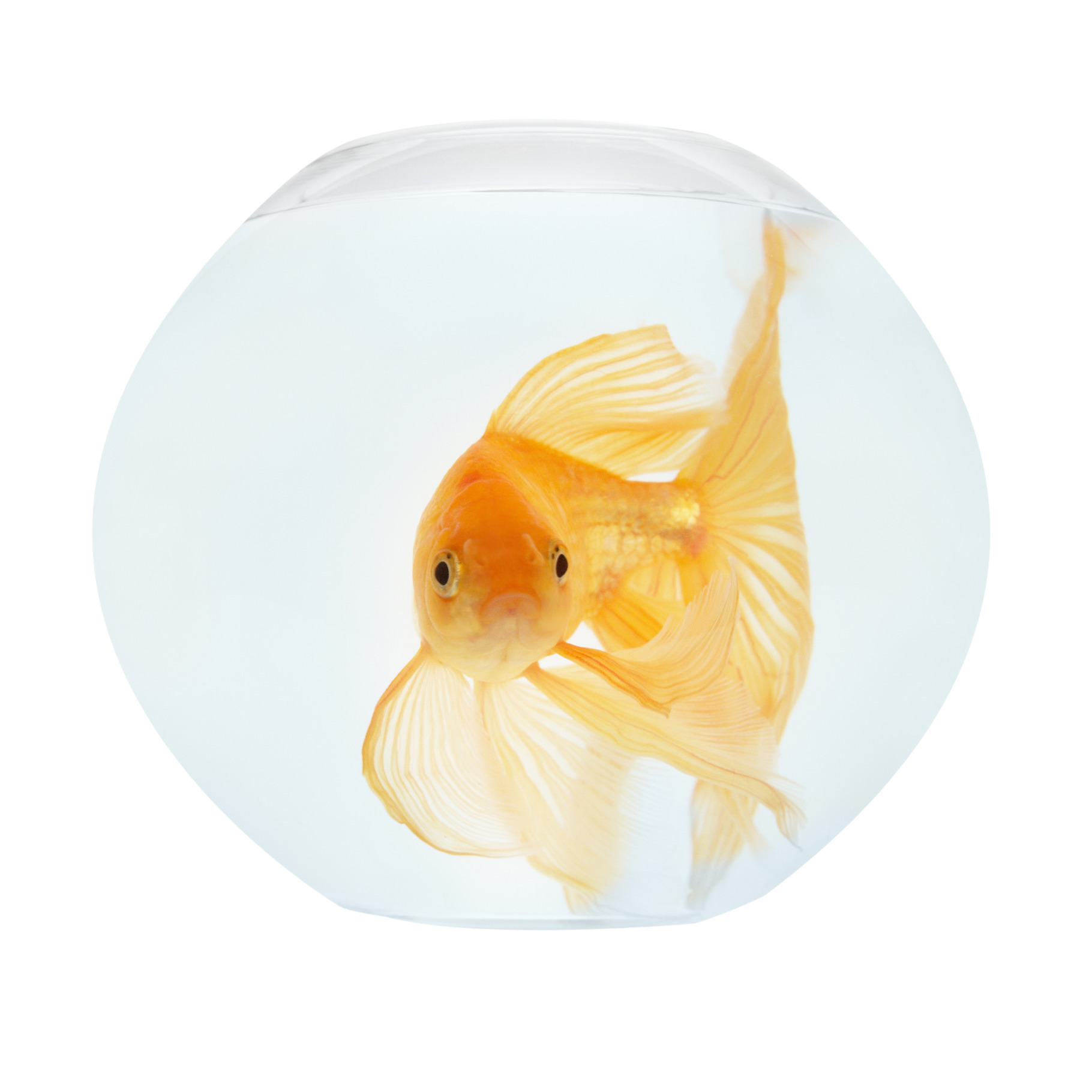 A golden fish in aquarium featuring fish, golden, and goldfish, an ...