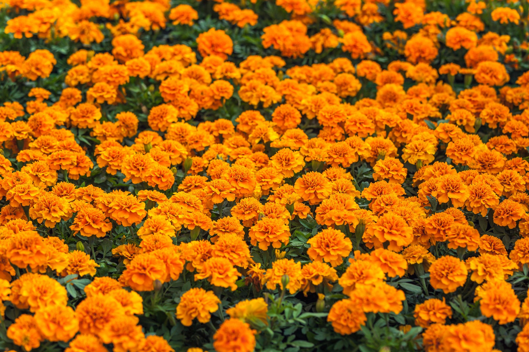 Natural meadow of orange marigold fl, a Background Photo by Dolce Vita