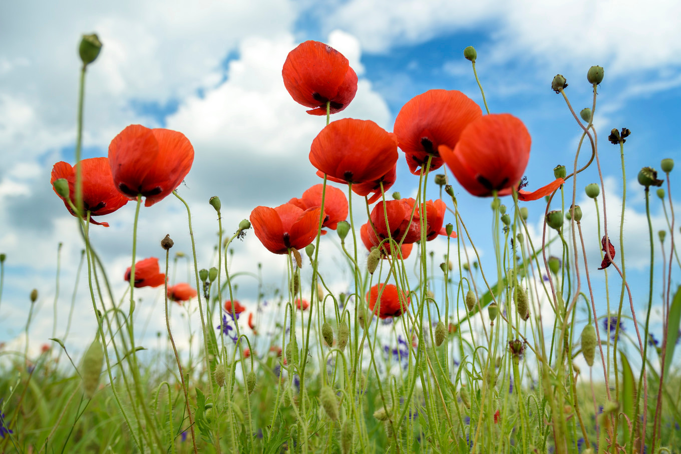 Poppy field featuring poppy, closeup, and macro, a Nature Photo by ...