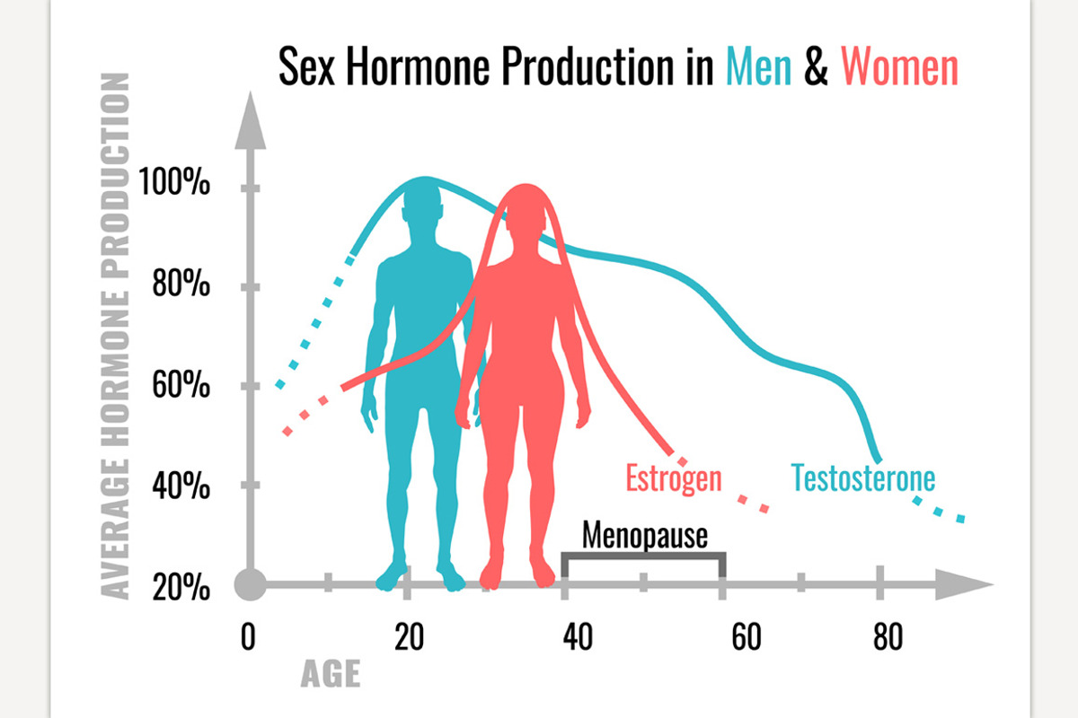 Hormone Production Chart, an Education Illustration by Anna's Shop