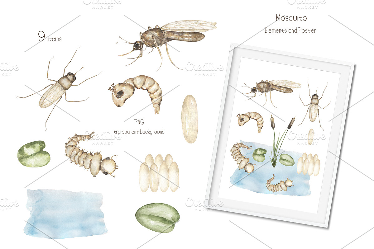 Watercolor Insects Life Cycle, an Education Illustration by MayaNavits ...