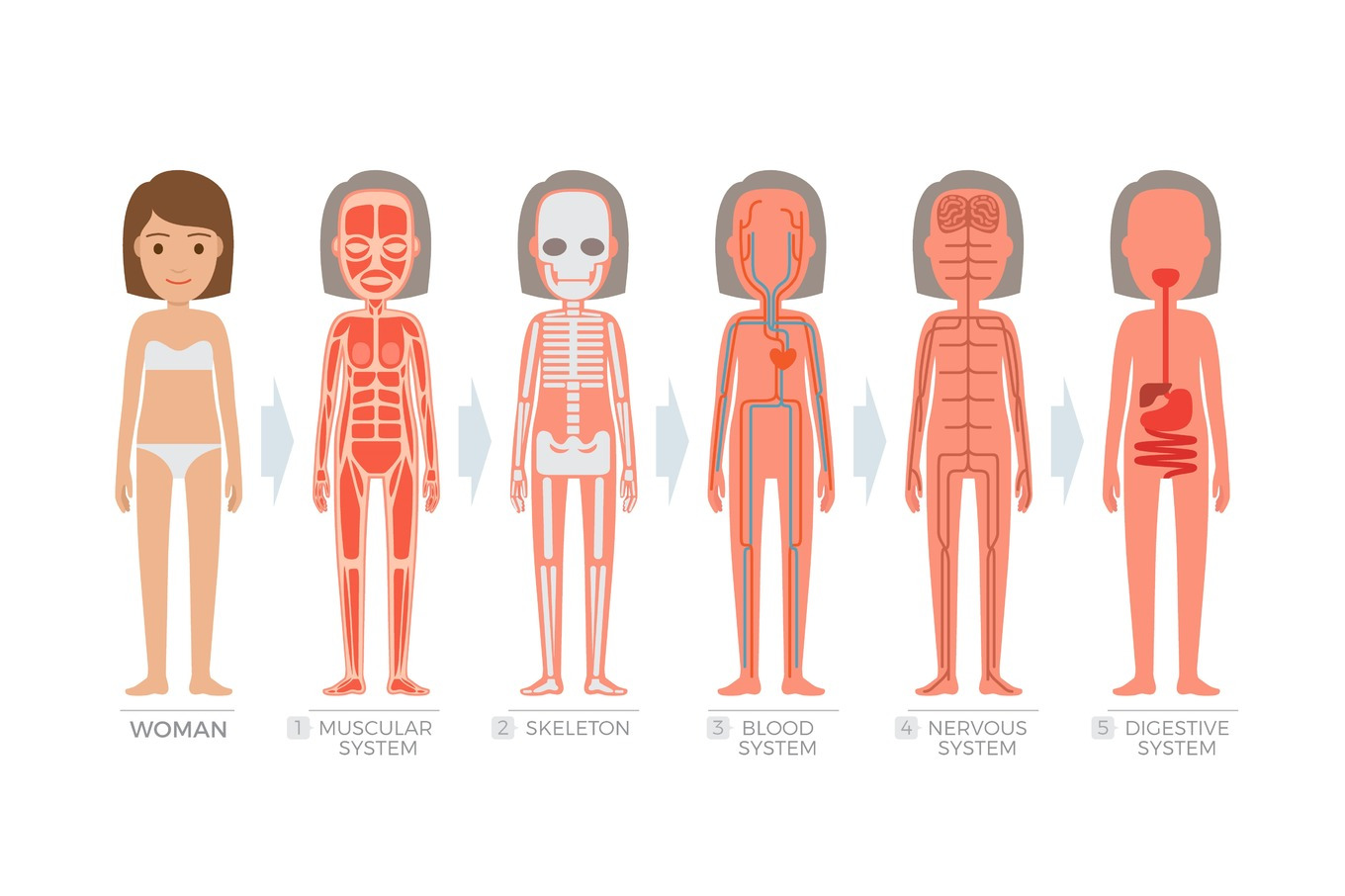Woman Anatomy System and Structure of Human Body, an Education ...