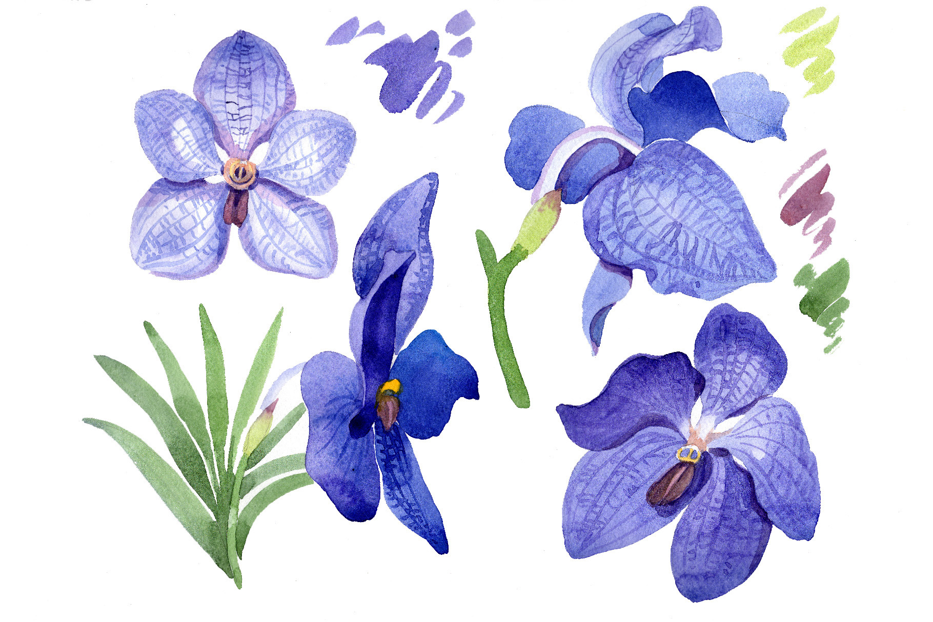 Vanda blue magic PNG watercolor flow | Seasonal Illustrations ...